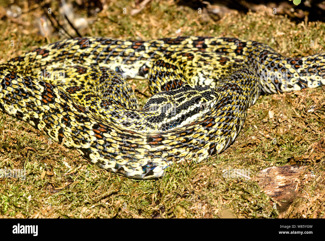 Habu snake hi-res stock photography and images - Alamy