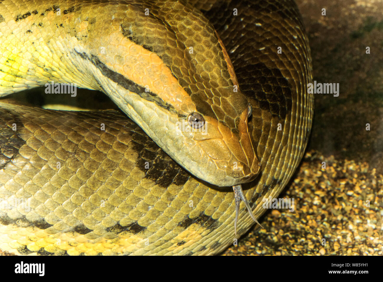 Reptiles.Snake.Green Anaconda (Eunectes mupinus).Adult underwater.Photo ...