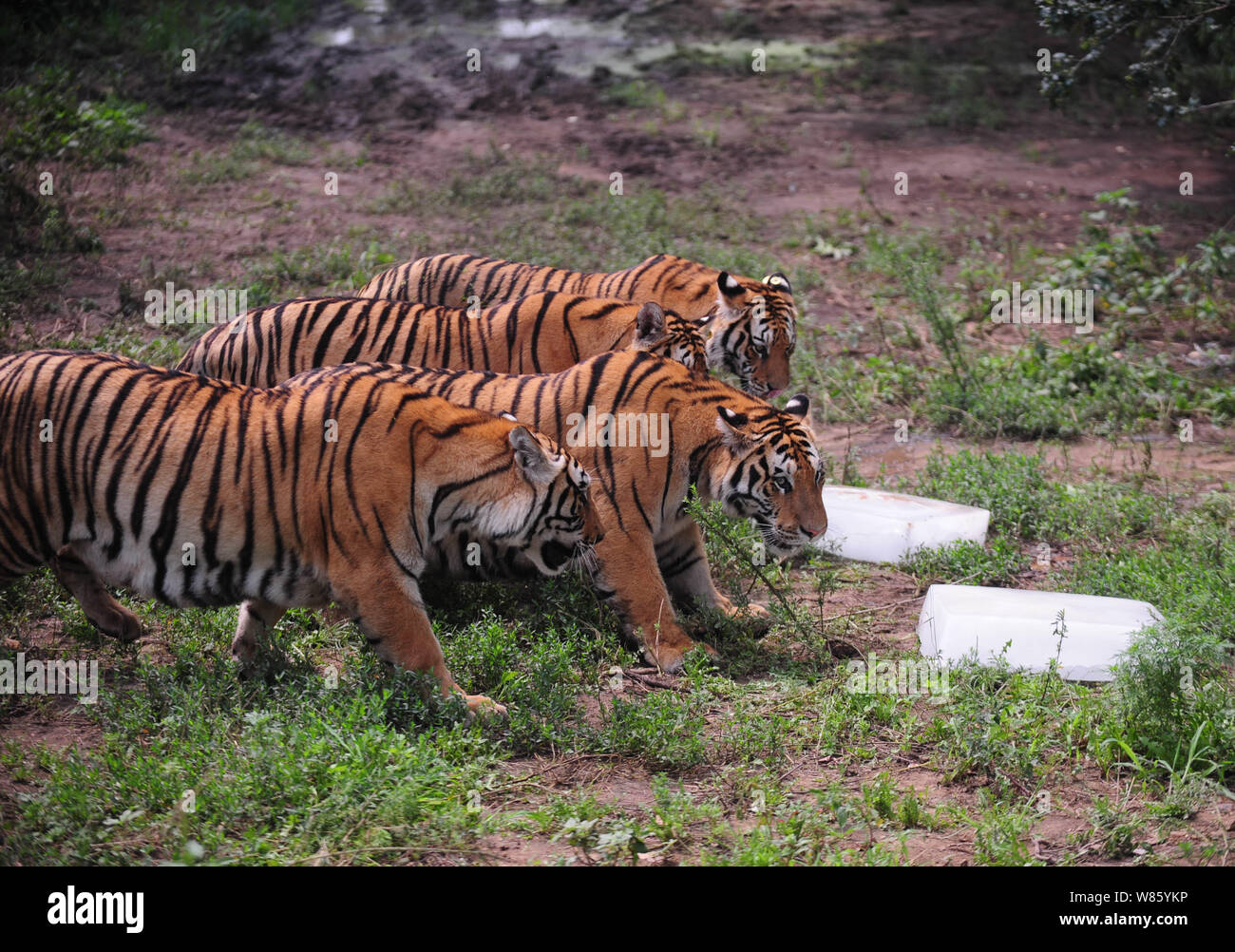 To help tigers hi-res stock photography and images - Alamy