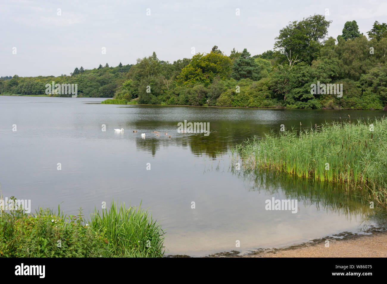 Virginia Water Lake in summer, Windsor Great Park, Runnymede, Surrey ...