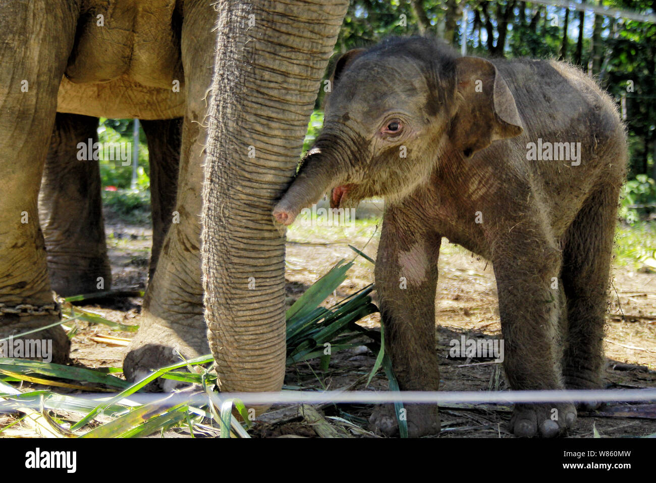 Meulaboh, Aceh, Indonesia. 27th July, 2019. A baby Sumatran elephant ...