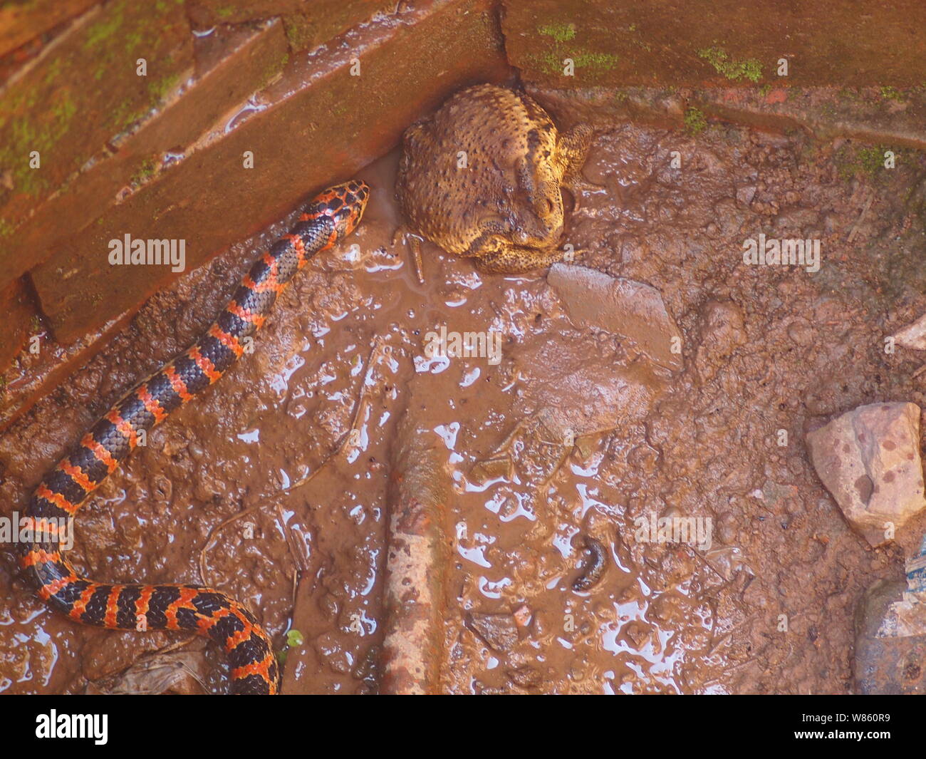 A red and black Lycodon snake approaches to a toad in the well at the ...
