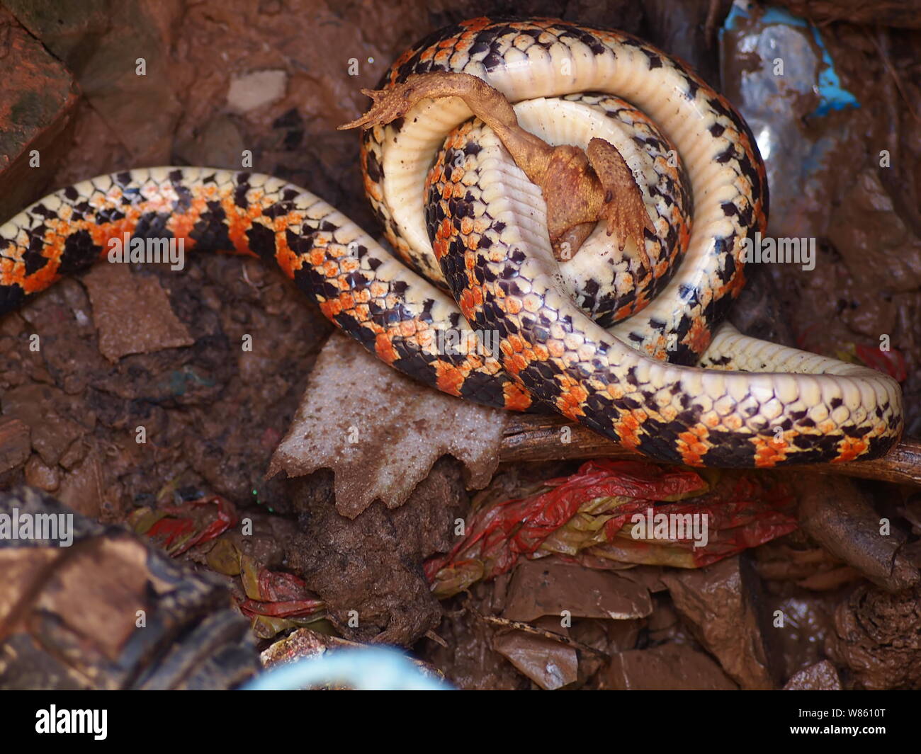 A red and black Lycodon snake constricts a toad in the well at the ...