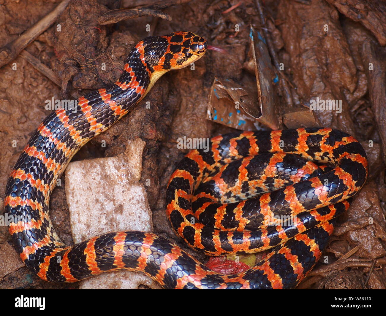 A red and black Lycodon snake hisses after swallowing a toad in the ...