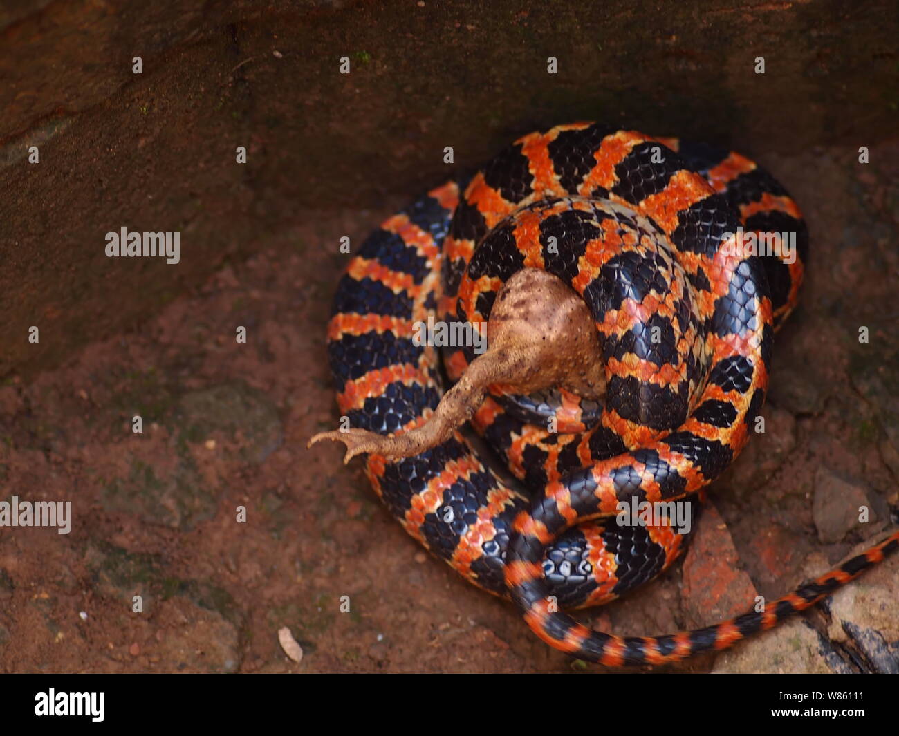 A red and black Lycodon snake constricts a toad in the well at the ...