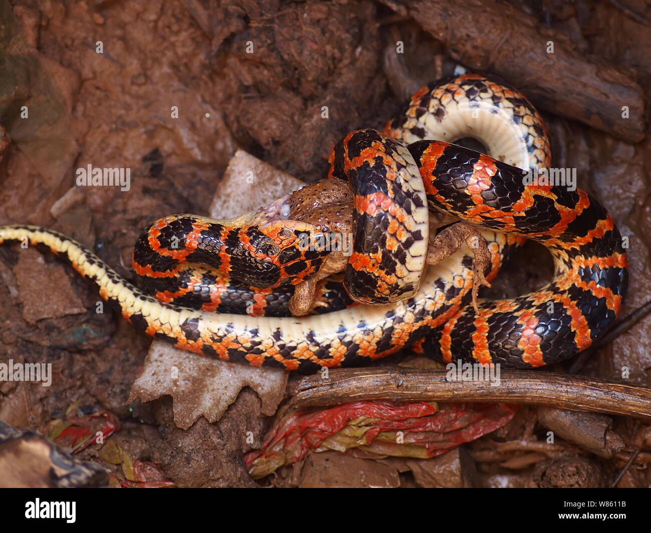 Red and black snake hi-res stock photography and images - Alamy