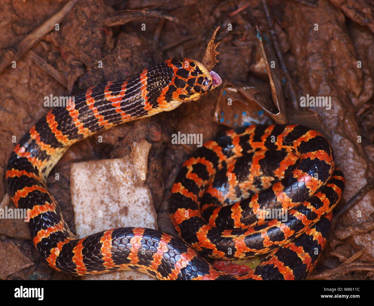 A red and black Lycodon snake eats a toad in the well at the house of a ...