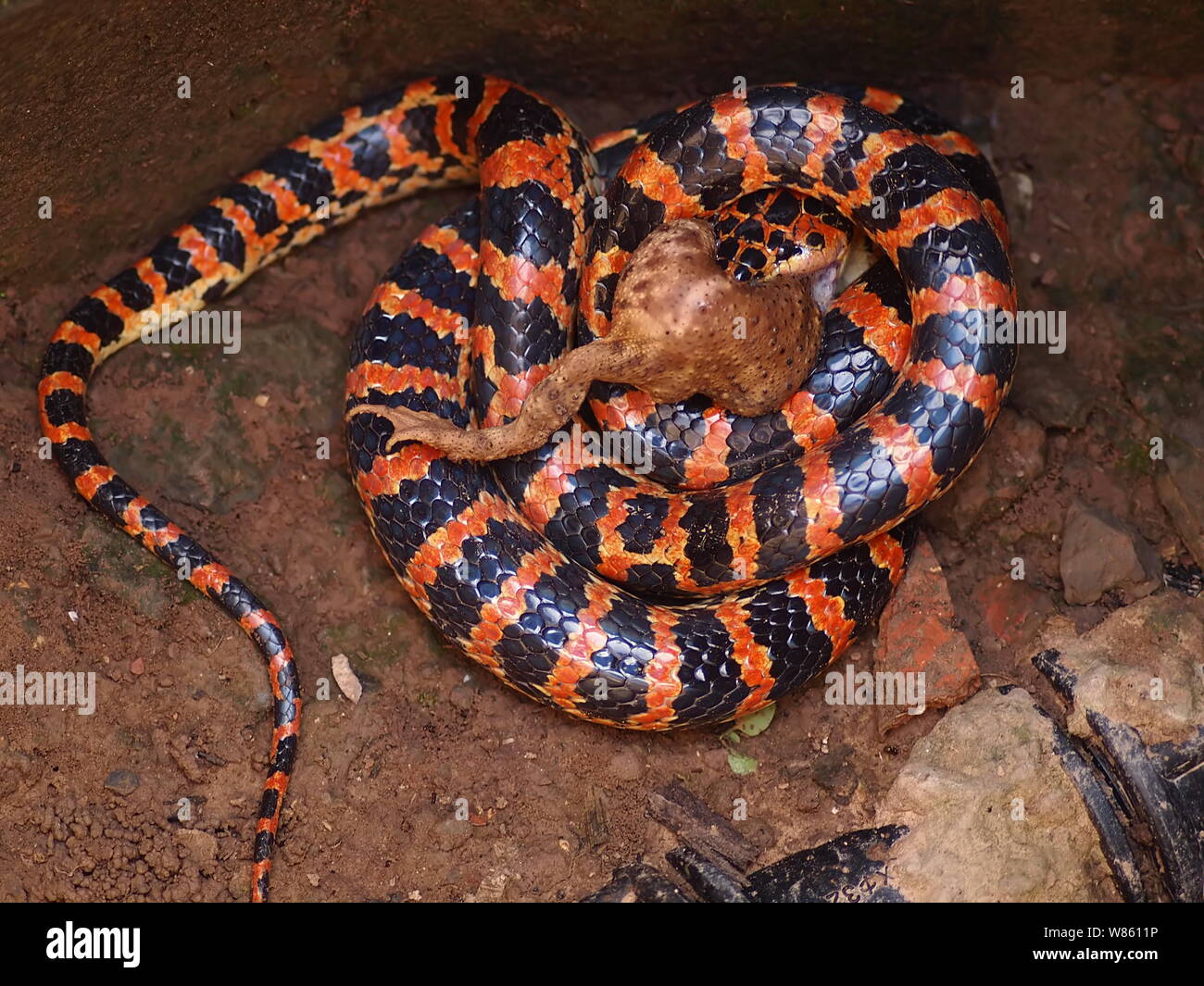 A red and black Lycodon snake eats a toad in the well at the house of a ...