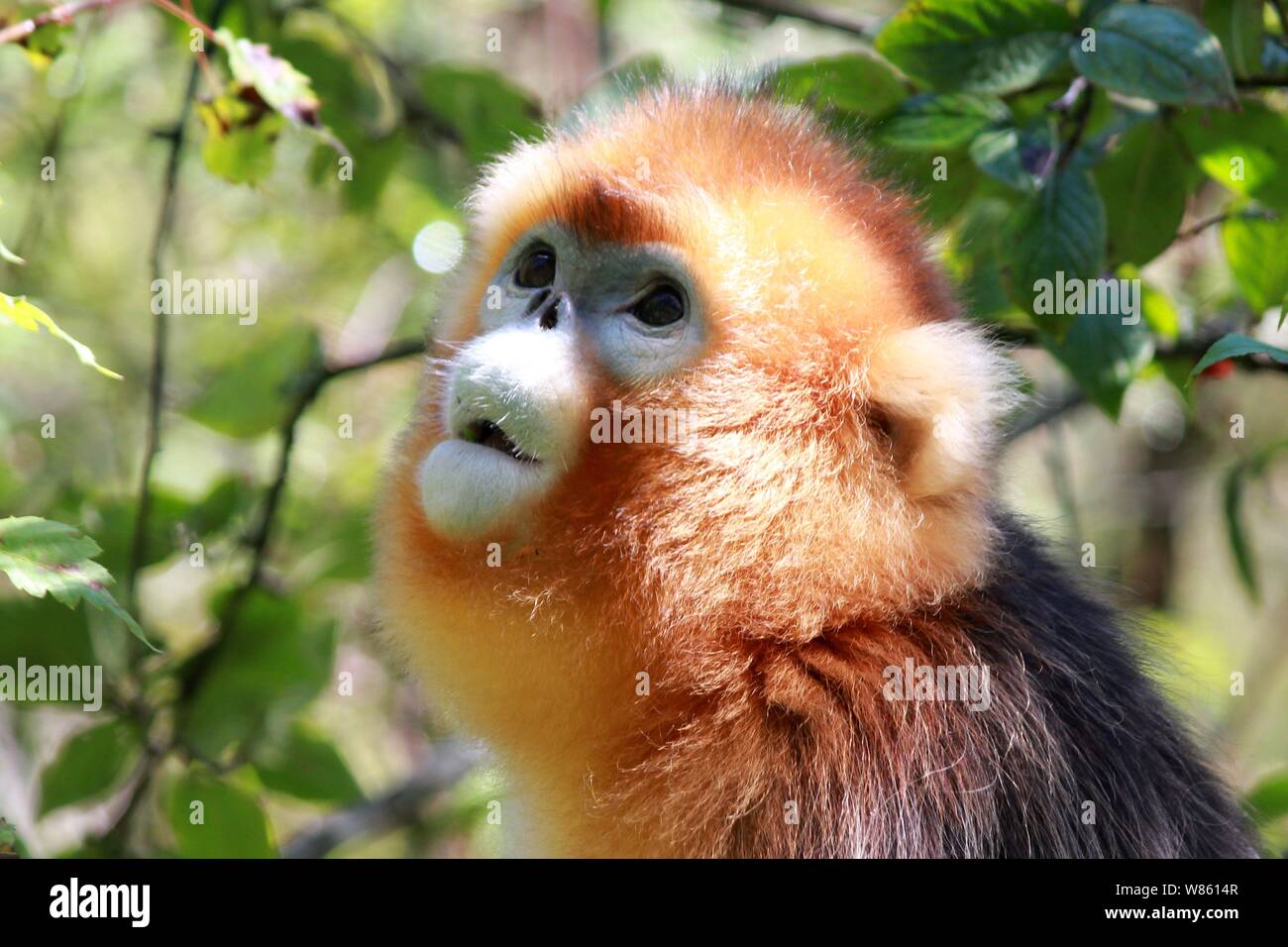 --FILE--A golden monkey is pictured at the Dalongtan Golden Monkey ...