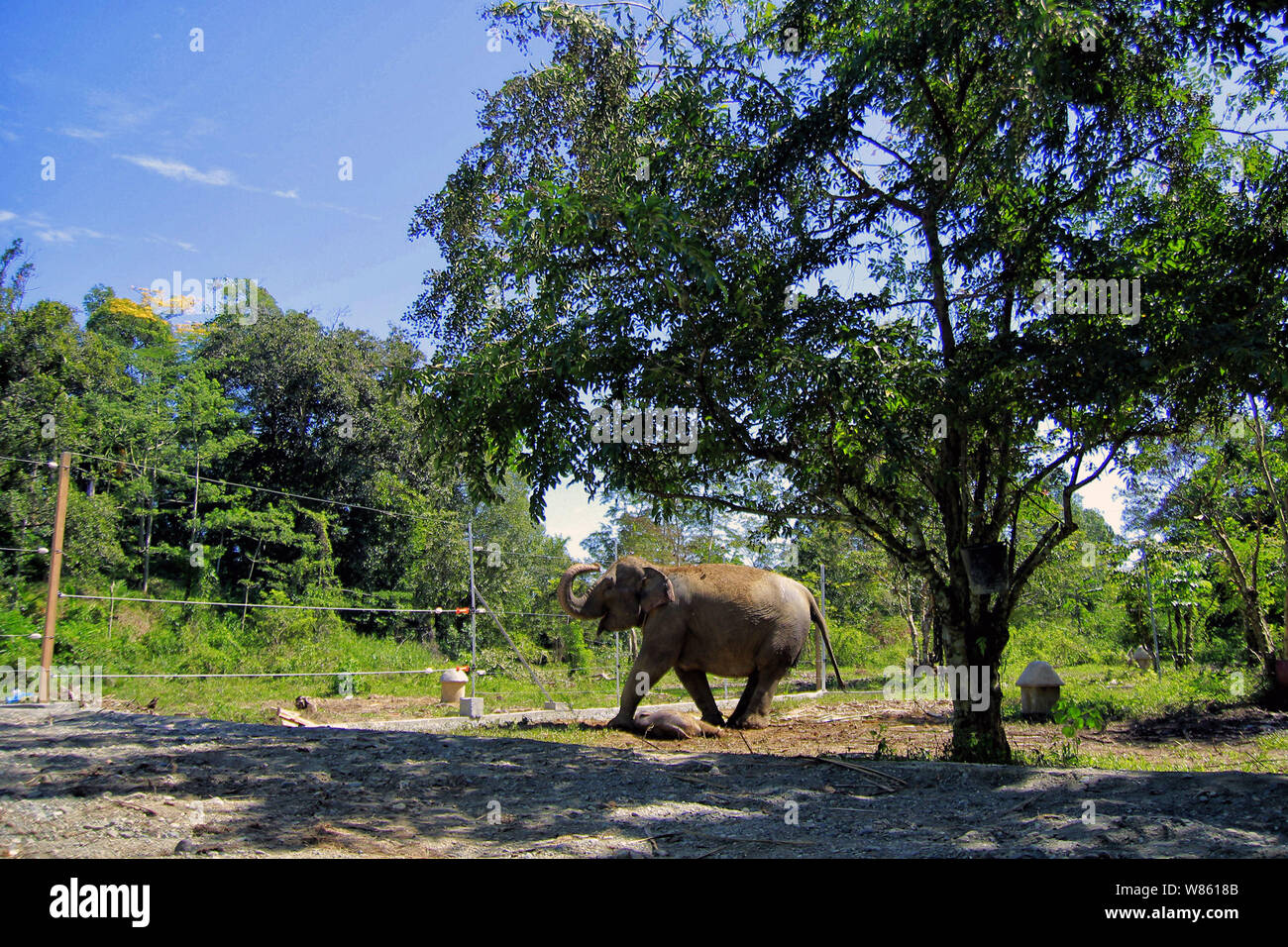 Meulaboh, Aceh, Indonesia. 27th July, 2019. A baby Sumatran elephant ...