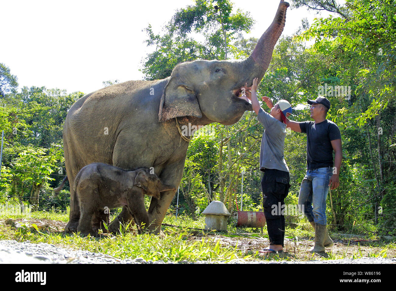 Elephant conservation workers hi-res stock photography and images - Alamy