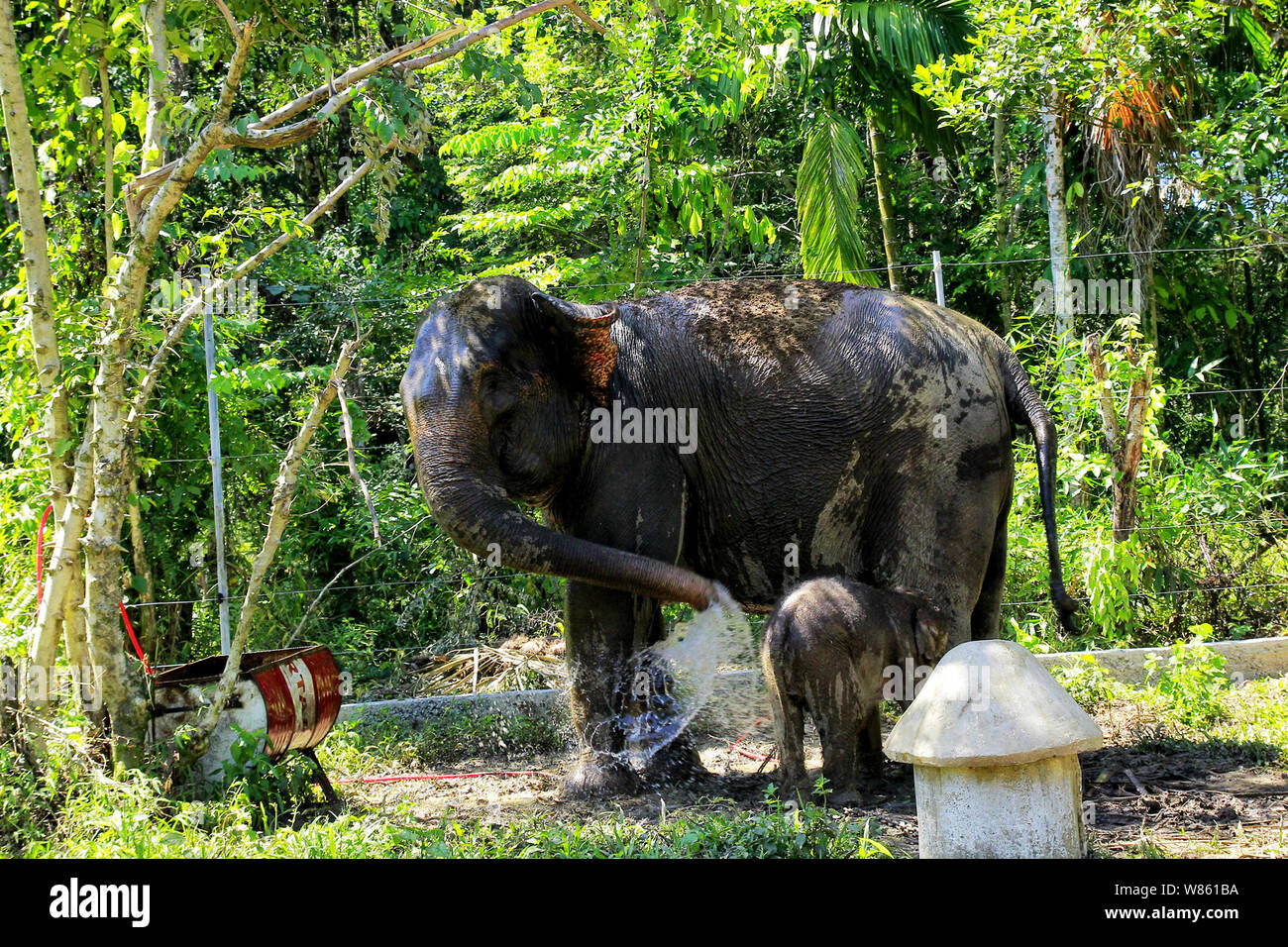 Meulaboh, Aceh, Indonesia. 27th July, 2019. A baby Sumatran elephant ...