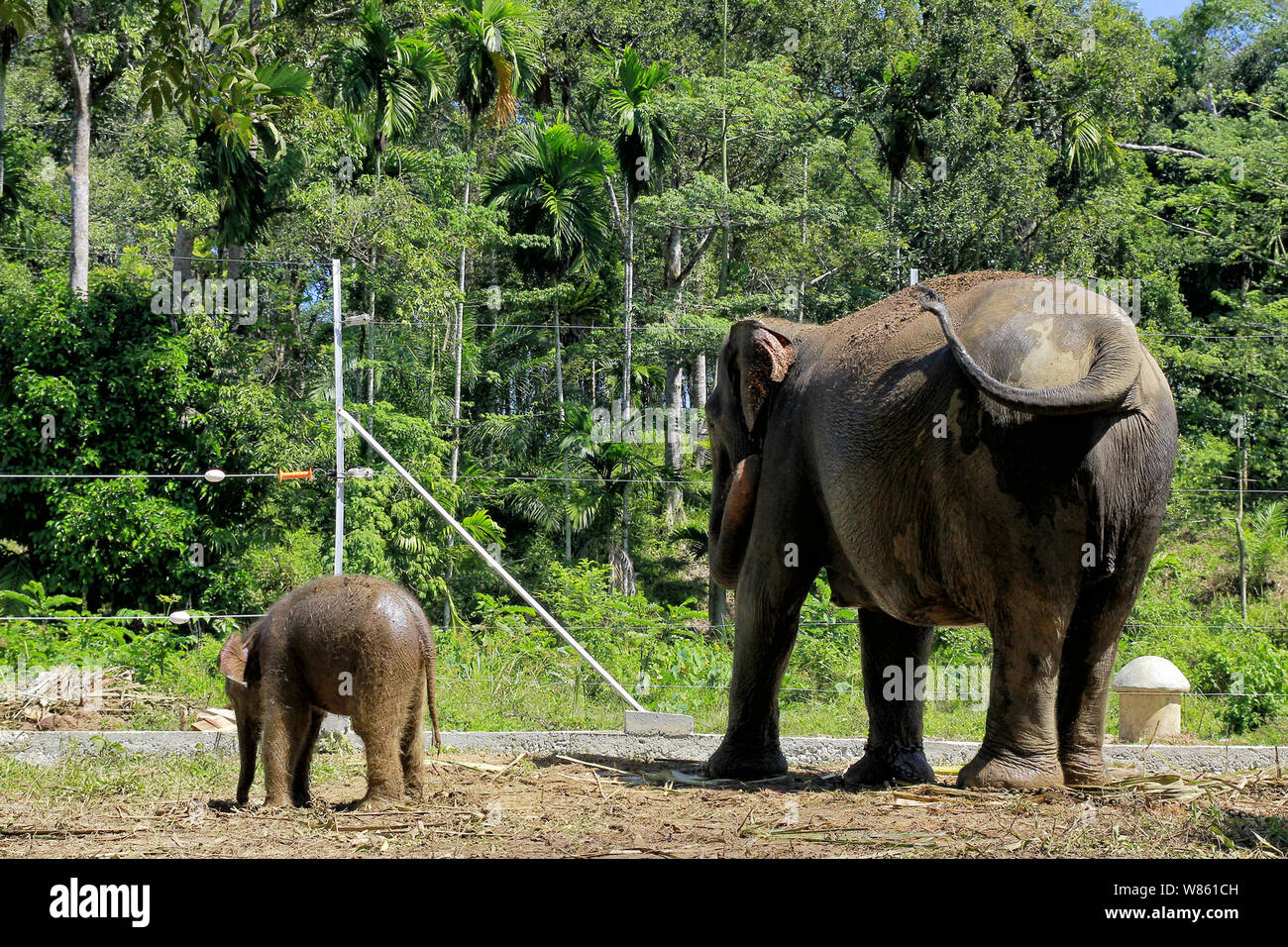 Meulaboh, Aceh, Indonesia. 27th July, 2019. A baby Sumatran elephant ...