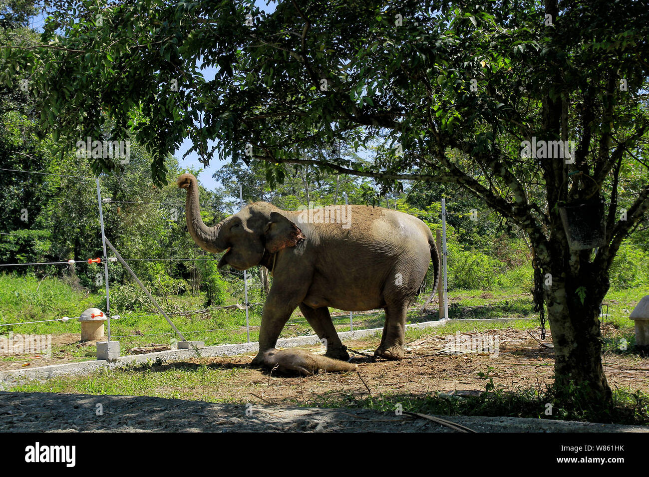 Meulaboh, Aceh, Indonesia. 27th July, 2019. A baby Sumatran elephant ...