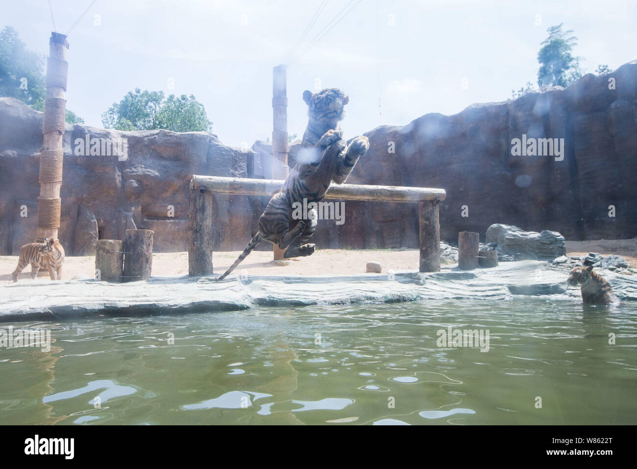 A Siberian tiger has fun in the water to cool off on a scorching day at ...
