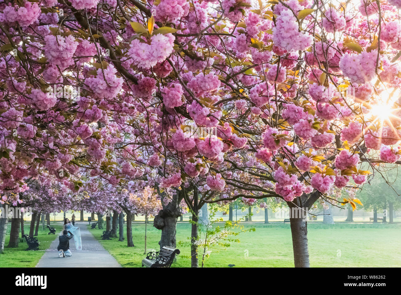 Cherry trees hi-res stock photography and images - Alamy