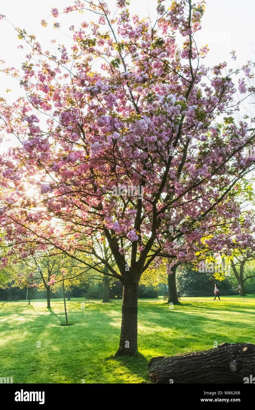 England, London, Greenwich, Greenwich Park, Cherry Blossom Stock Photo ...