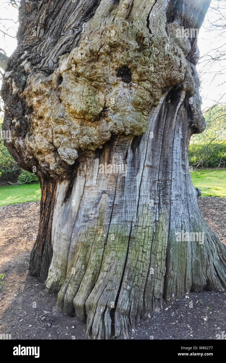 Oak trees of old england hi-res stock photography and images - Alamy