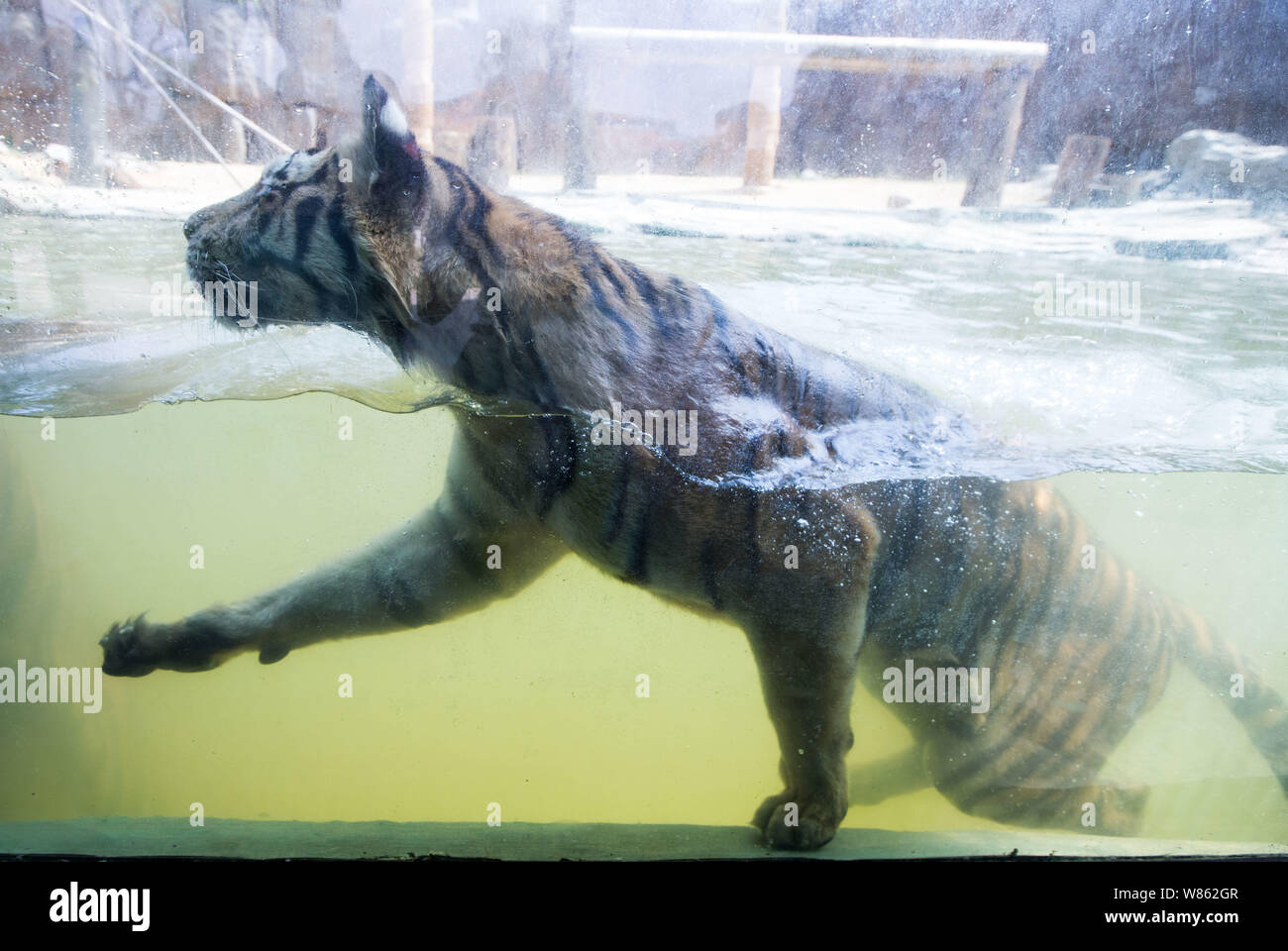 A Siberian tiger has fun in the water to cool off on a scorching day at ...