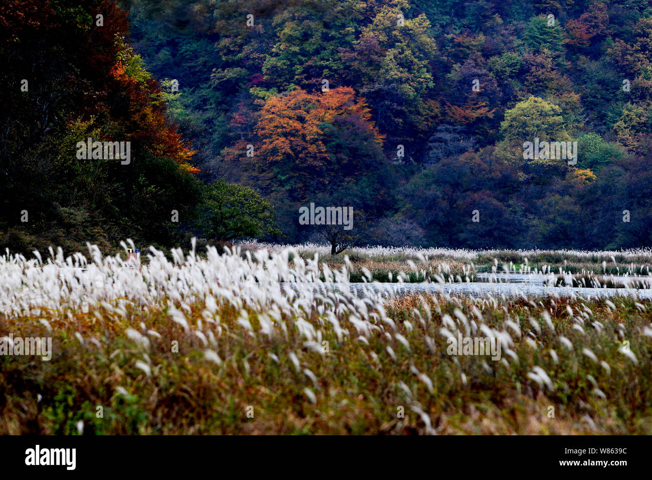 --FILE--Landscape of Shennongjia National Nature Reserve in autumn in ...