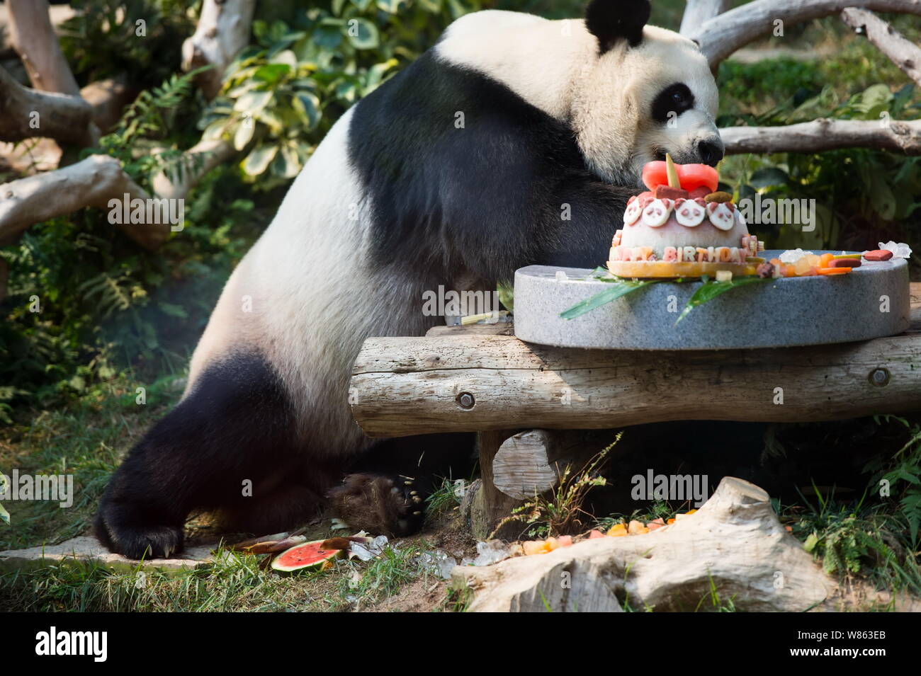Giant panda Kaikai eats birthday cake during a celebration for its 8th ...