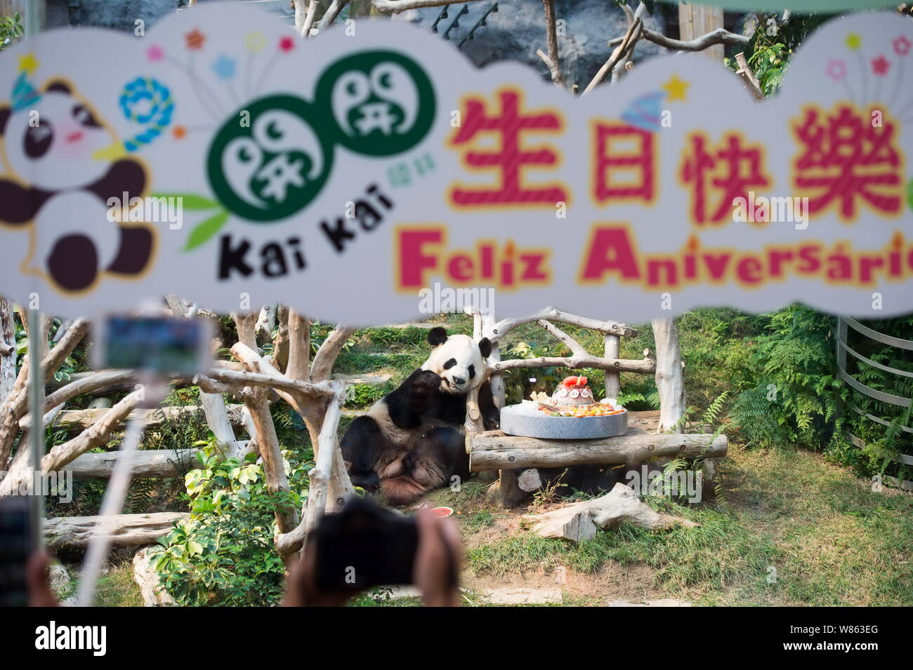 Visitors take photos of giant panda Kaikai during a celebration for ...