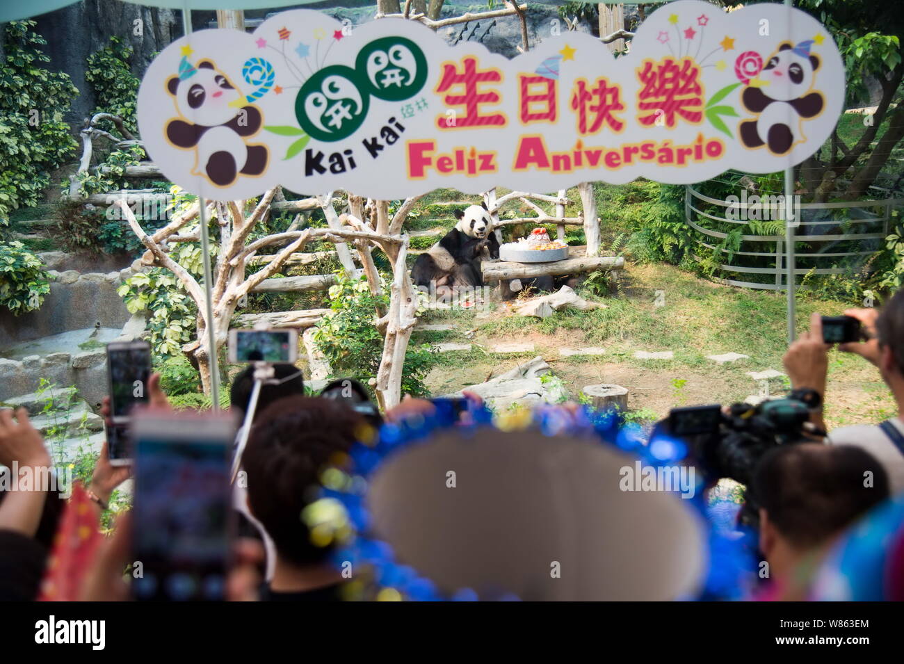 Visitors take photos of giant panda Kaikai during a celebration for ...
