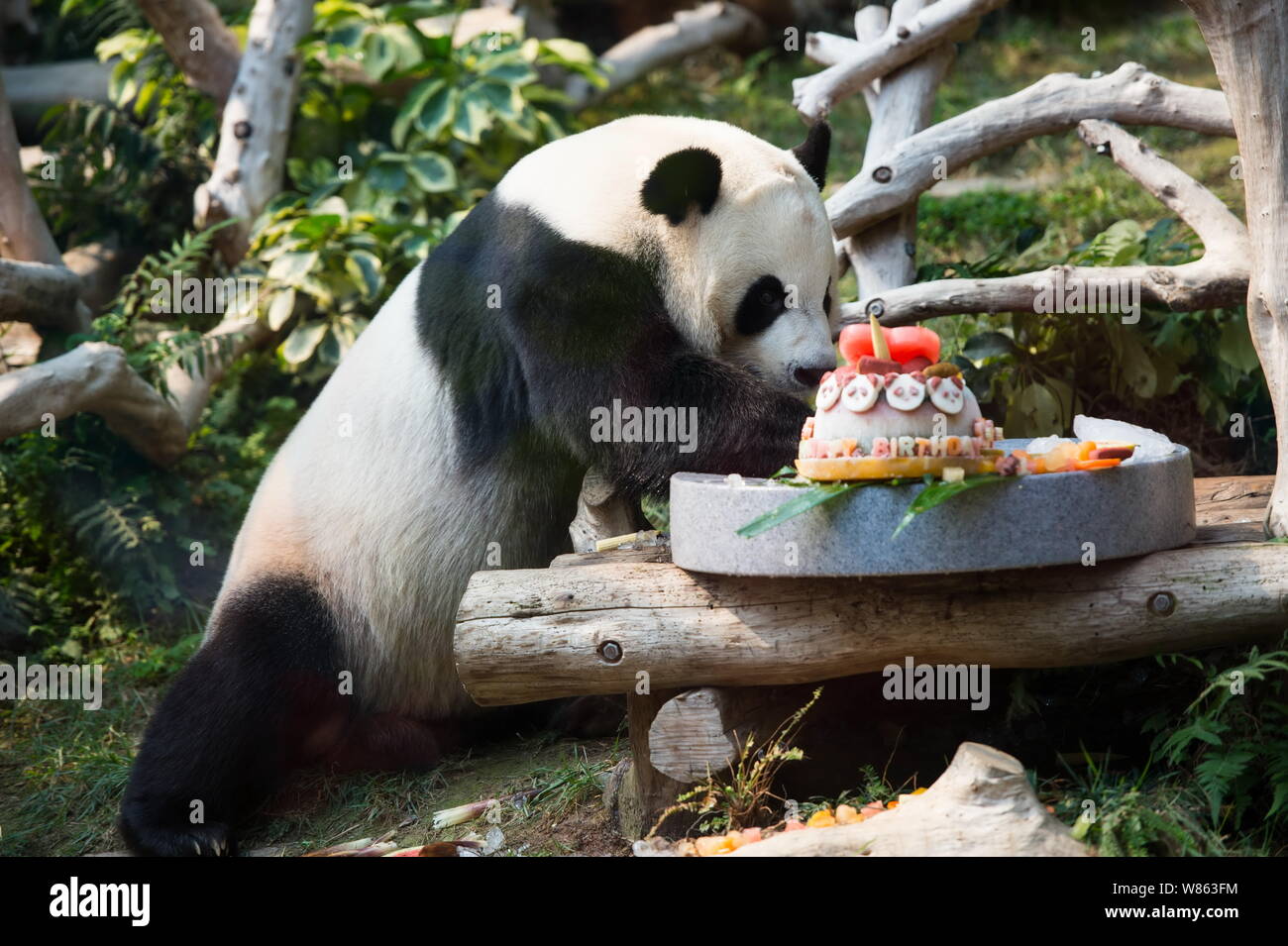 Panda Eating Birthday Cake