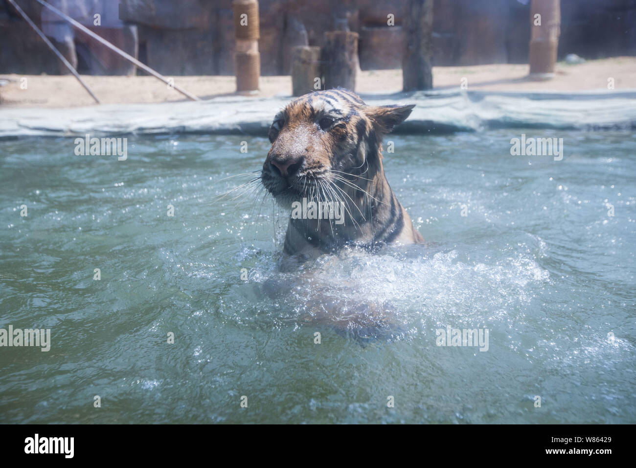A Siberian tiger has fun in the water to cool off on a scorching day at ...