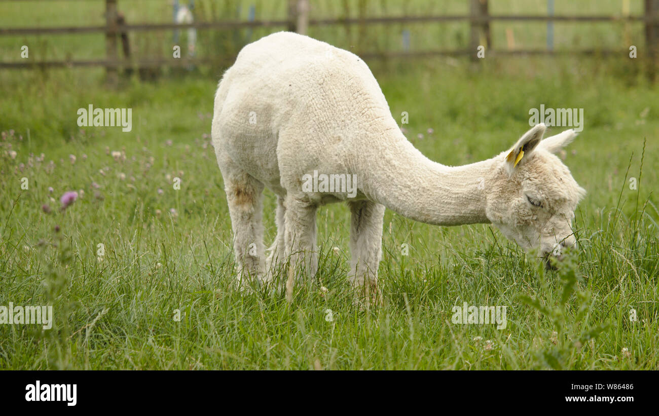 Wooly llamas hi-res stock photography and images - Alamy