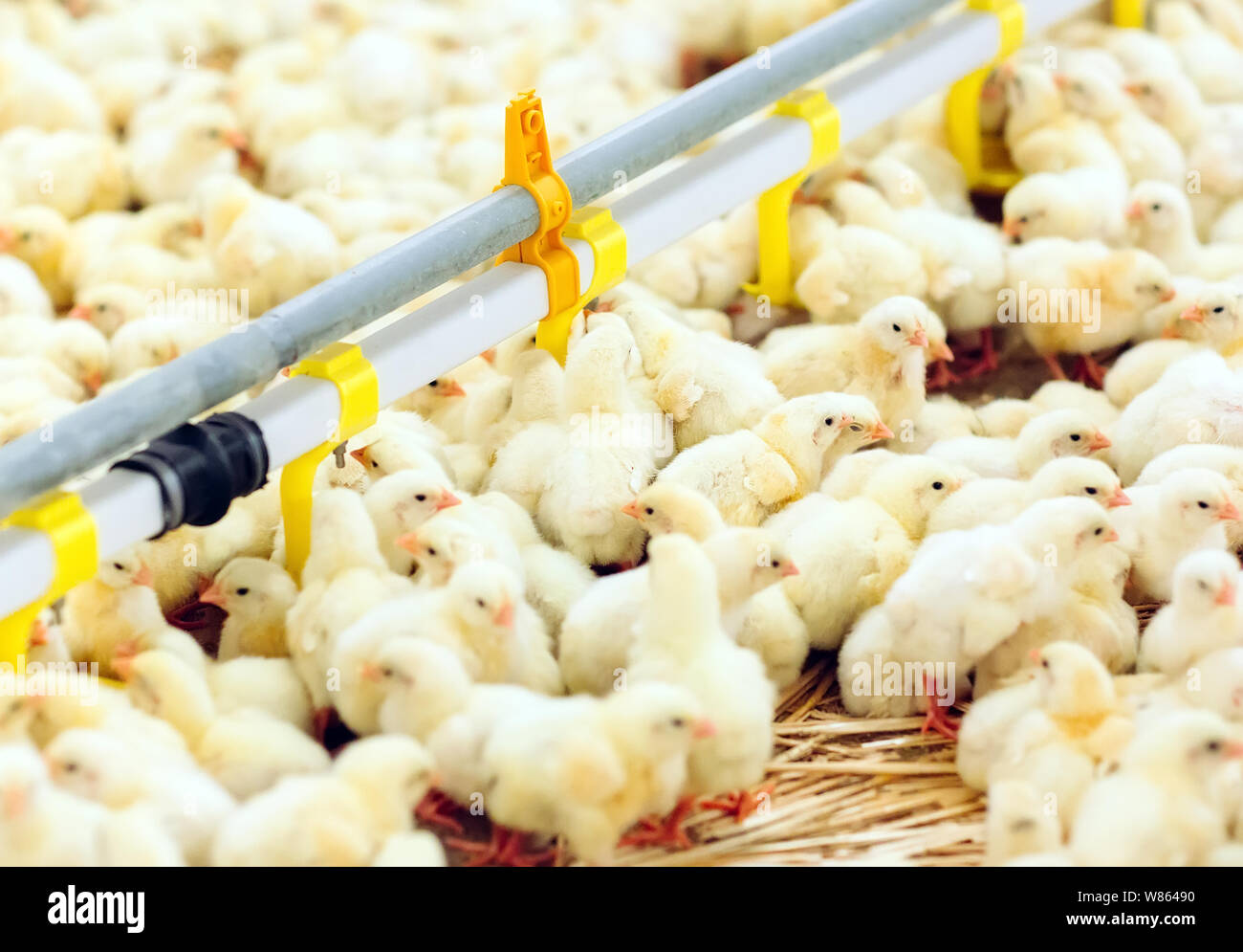 Indoors chicken farm, chicken feeding, large egg production Stock Photo ...