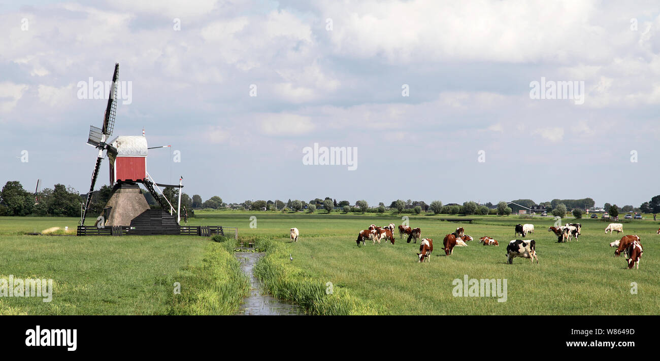 Typical Dutch Landscape Cows,Open Fields a Canal and a Dutch Windmill ...