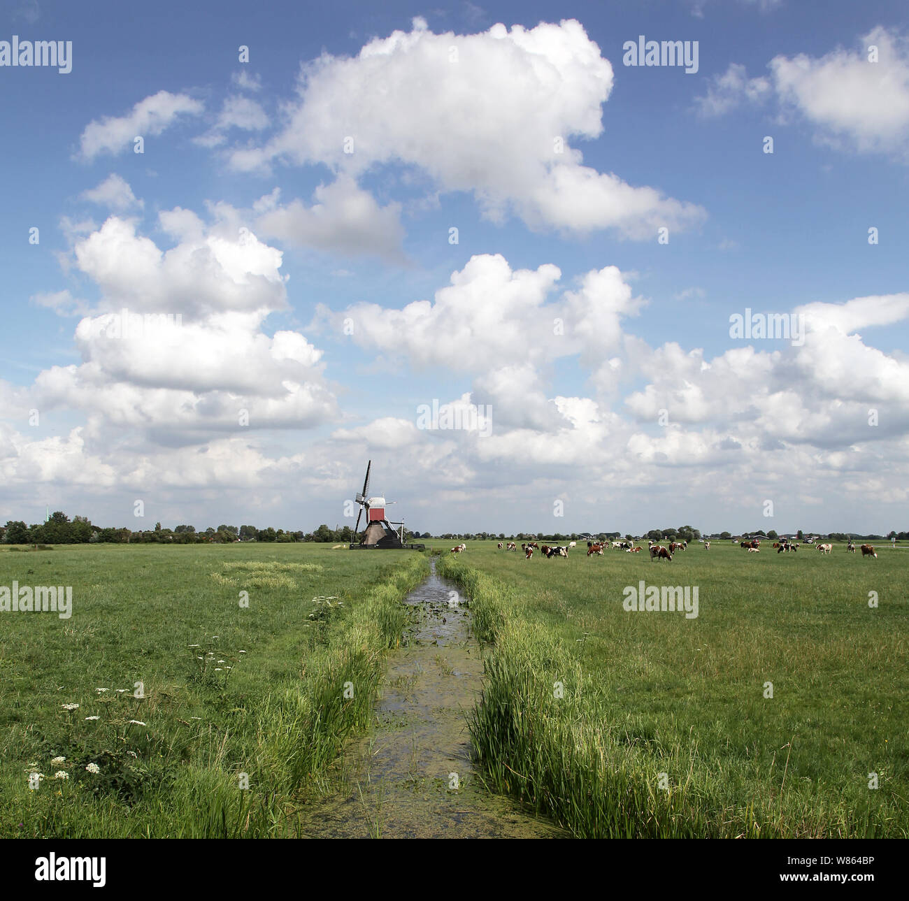 Typical Dutch Landscape Cows,Open Fields a Canal and a Dutch Windmill ...