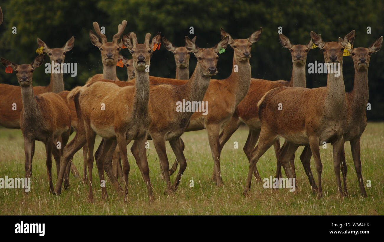Deer in England Stock Photo - Alamy
