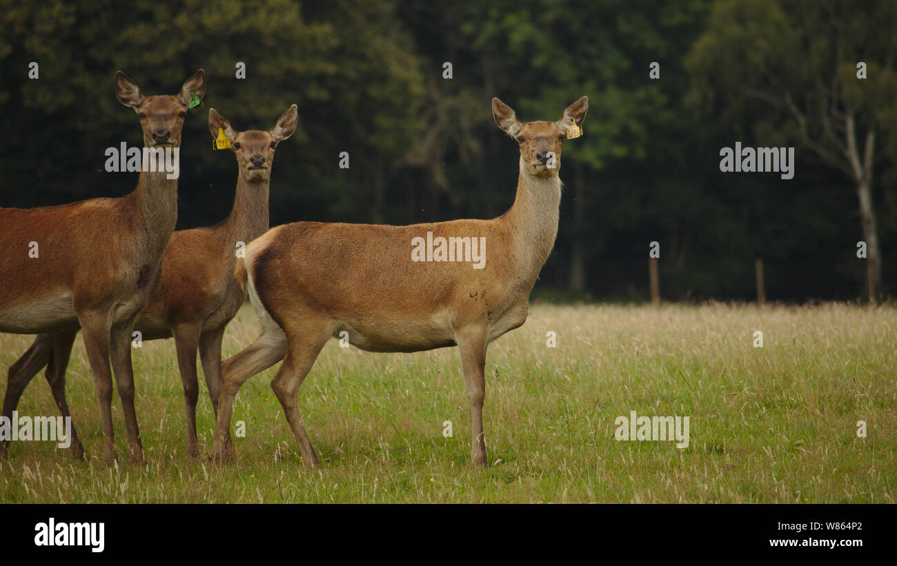 Deer in England Stock Photo - Alamy