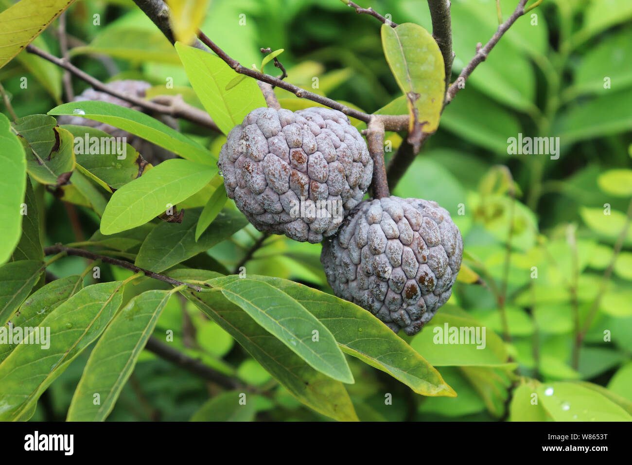 Red Custard Apple Tree