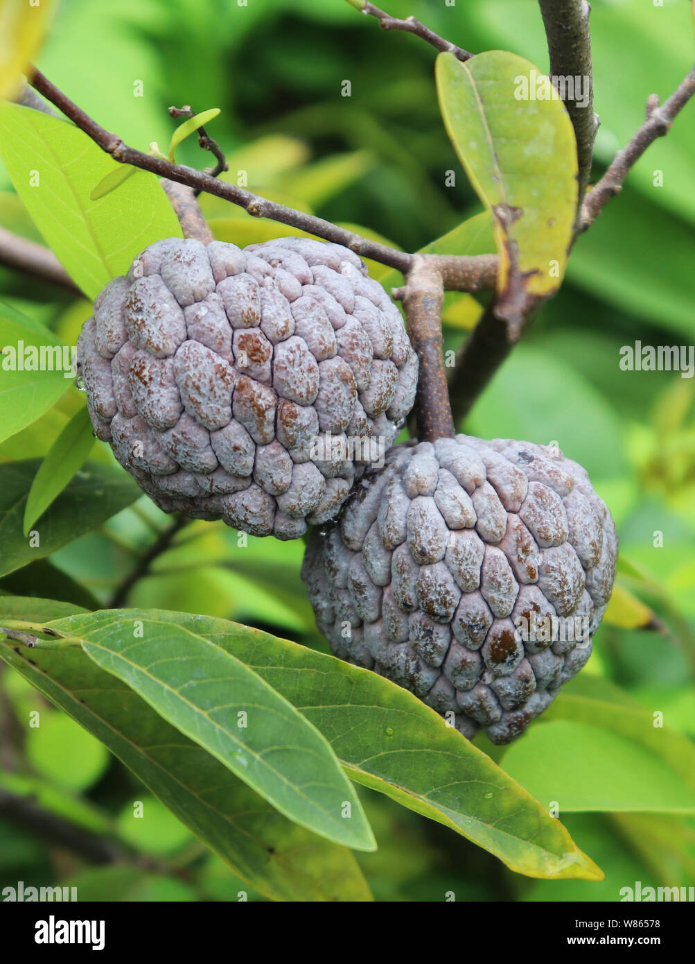 Red Custard Apple Tree