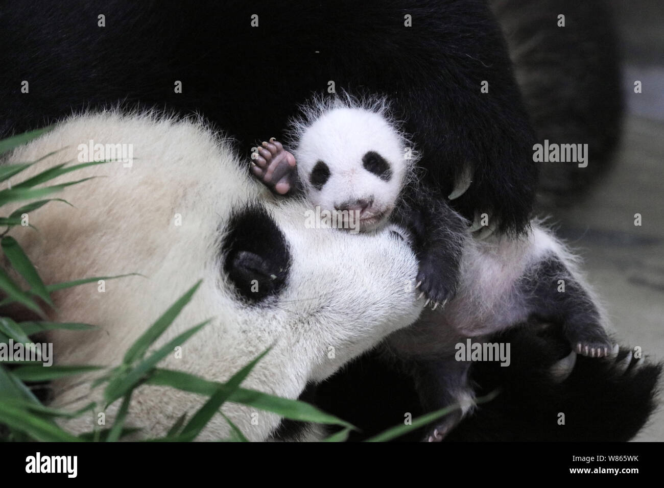 Panda Cubs Playing