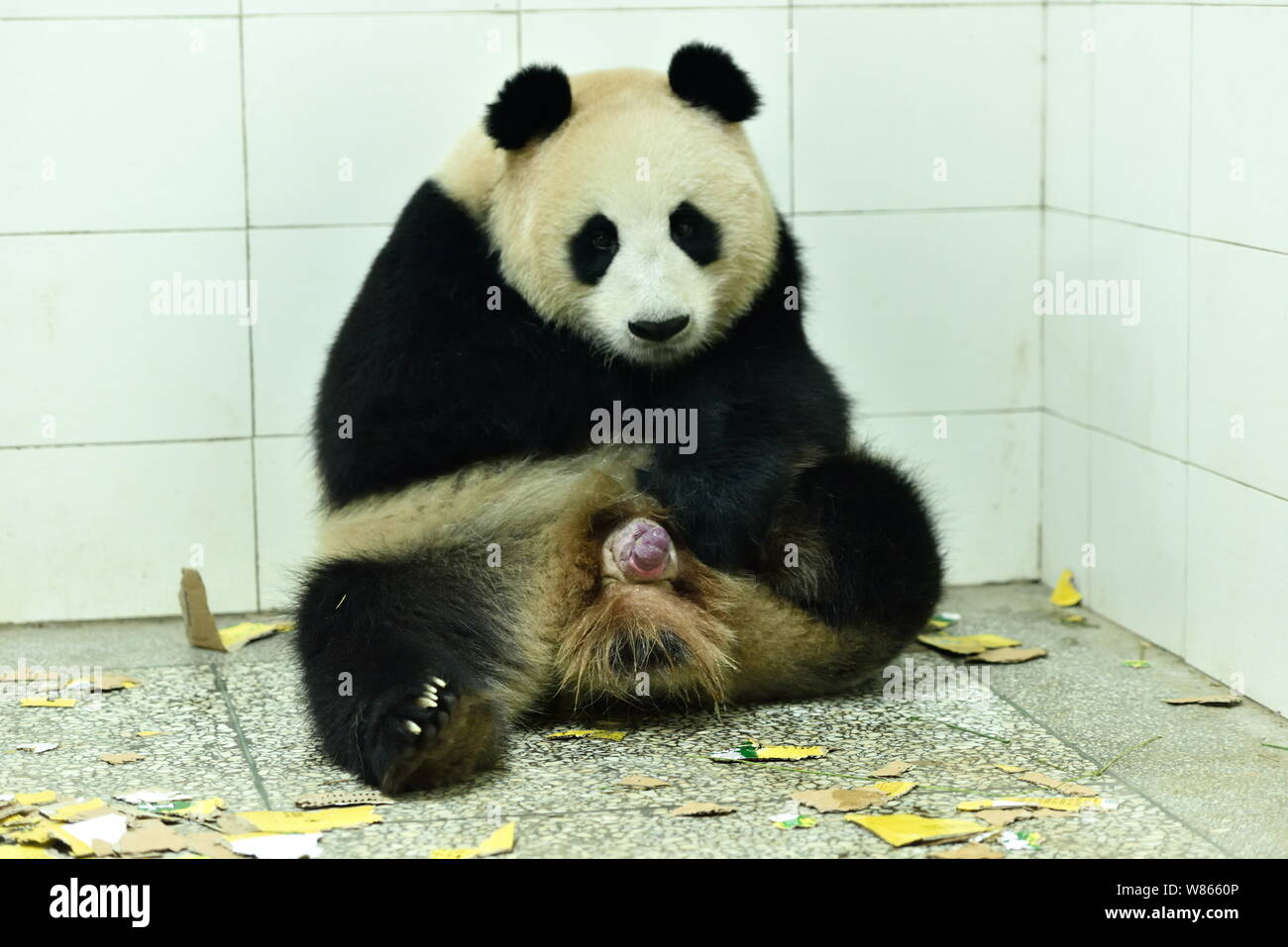 The 10-year-old giant panda "Xi Dou" is giving birth to one of the ...