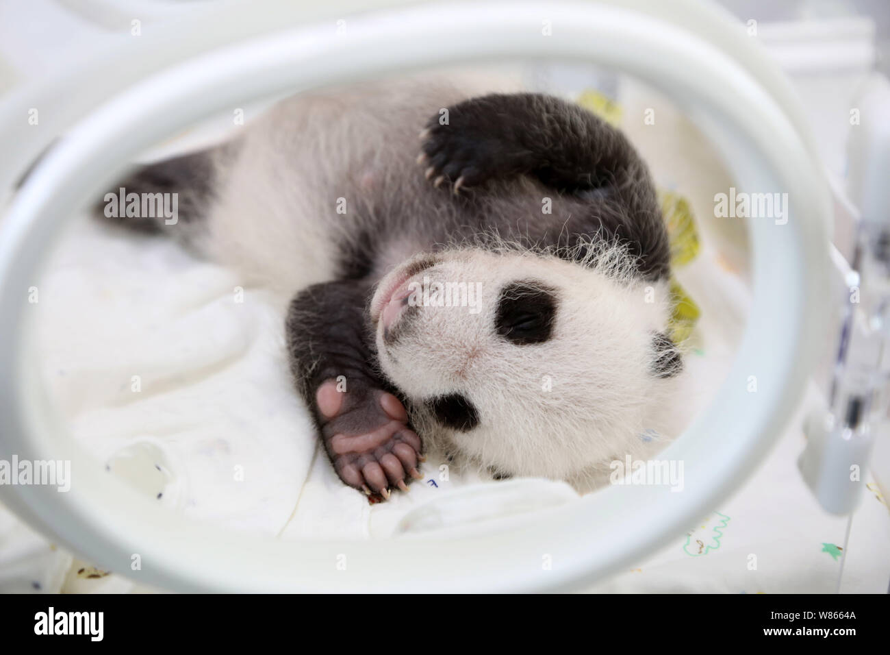 One month panda hi-res stock photography and images - Alamy