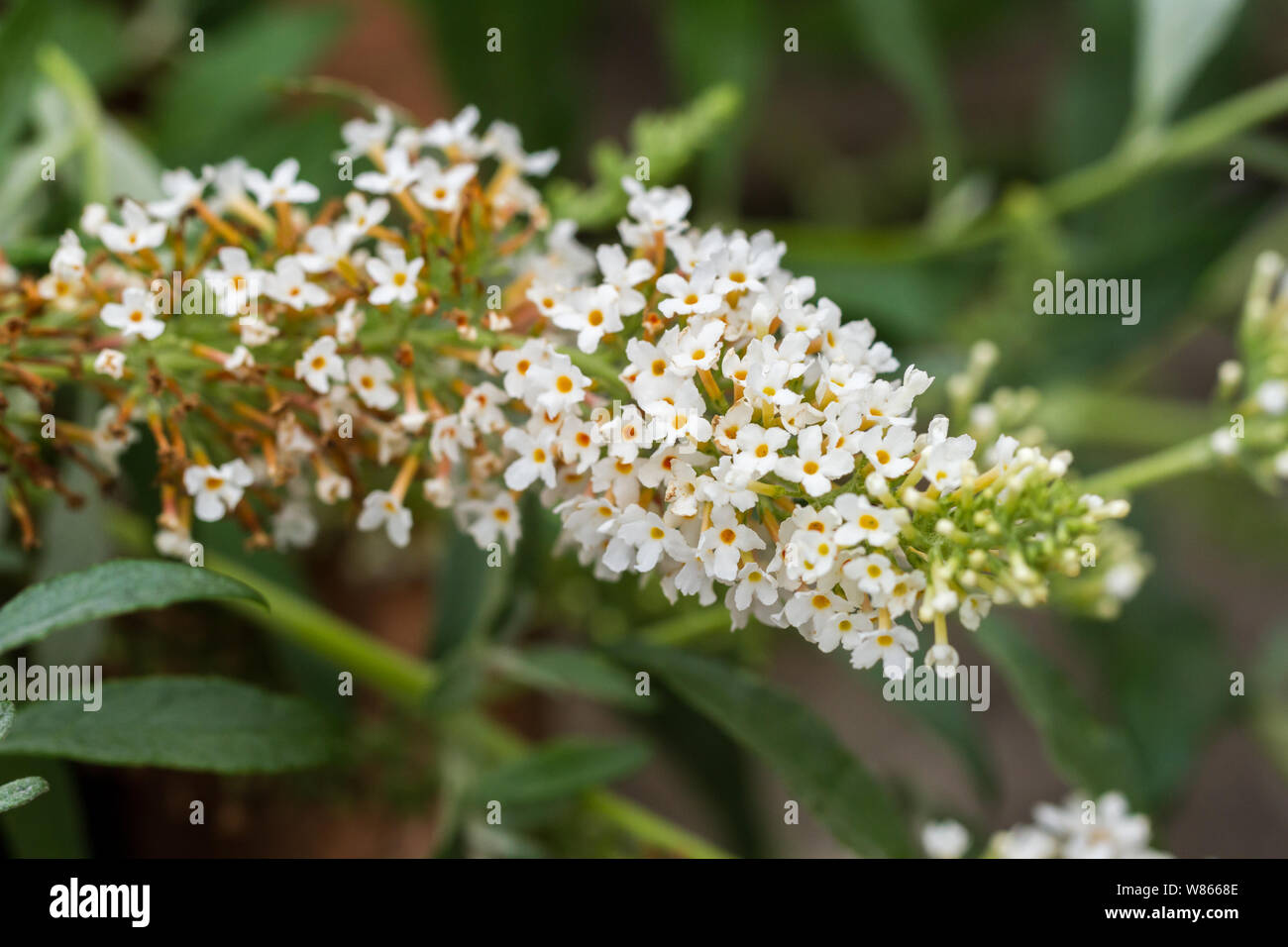 Buddleja white Butterfly Bush closeup in summer, United Kingdom Stock ...