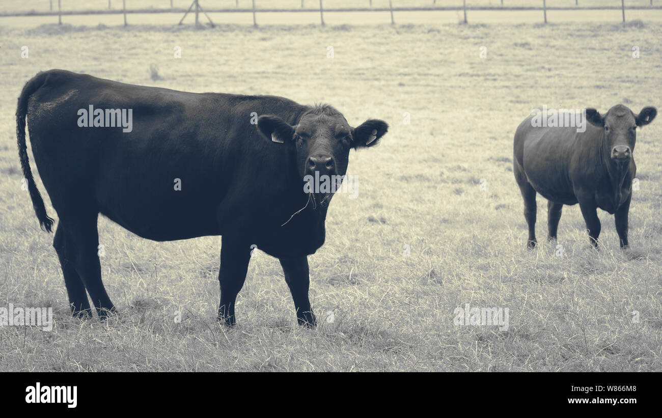Stag cows hi-res stock photography and images - Alamy