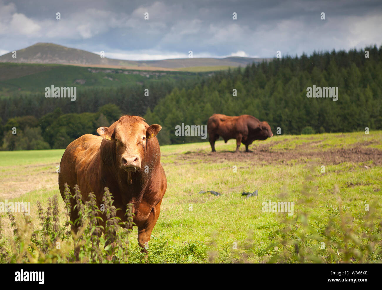 bulls in a field on a cattle farm in the Scottish highlands Stock Photo ...