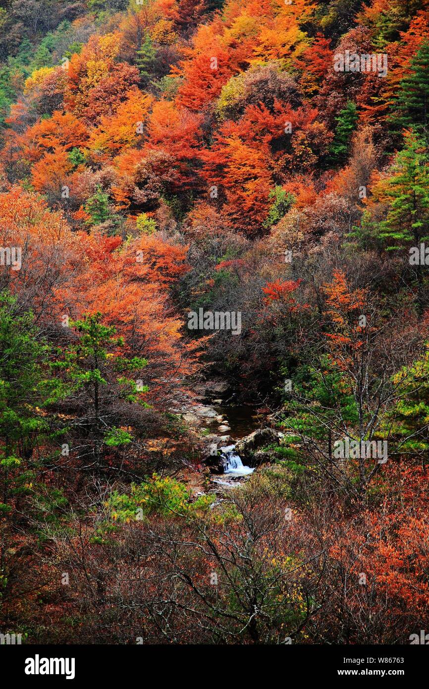 --FILE--Landscape of Shennongjia National Nature Reserve in autumn in ...