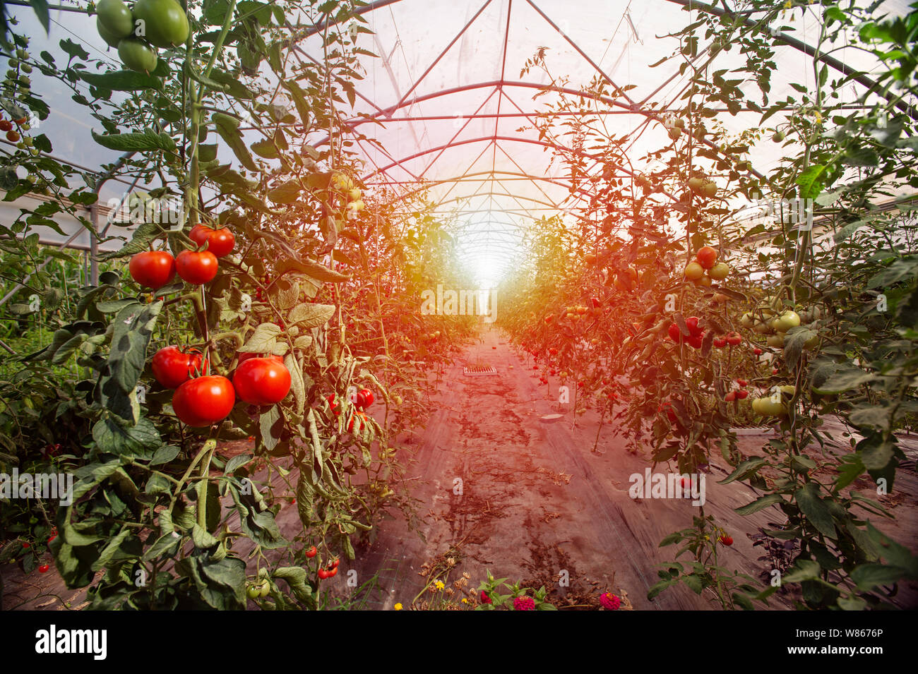Rows of tomato plants growing inside big industrial greenhouse ...