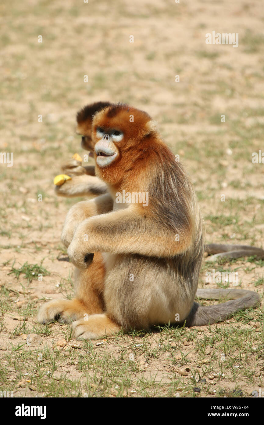 Golden monkeys are pictured at the Huayang Ancient Town scenic spot in ...
