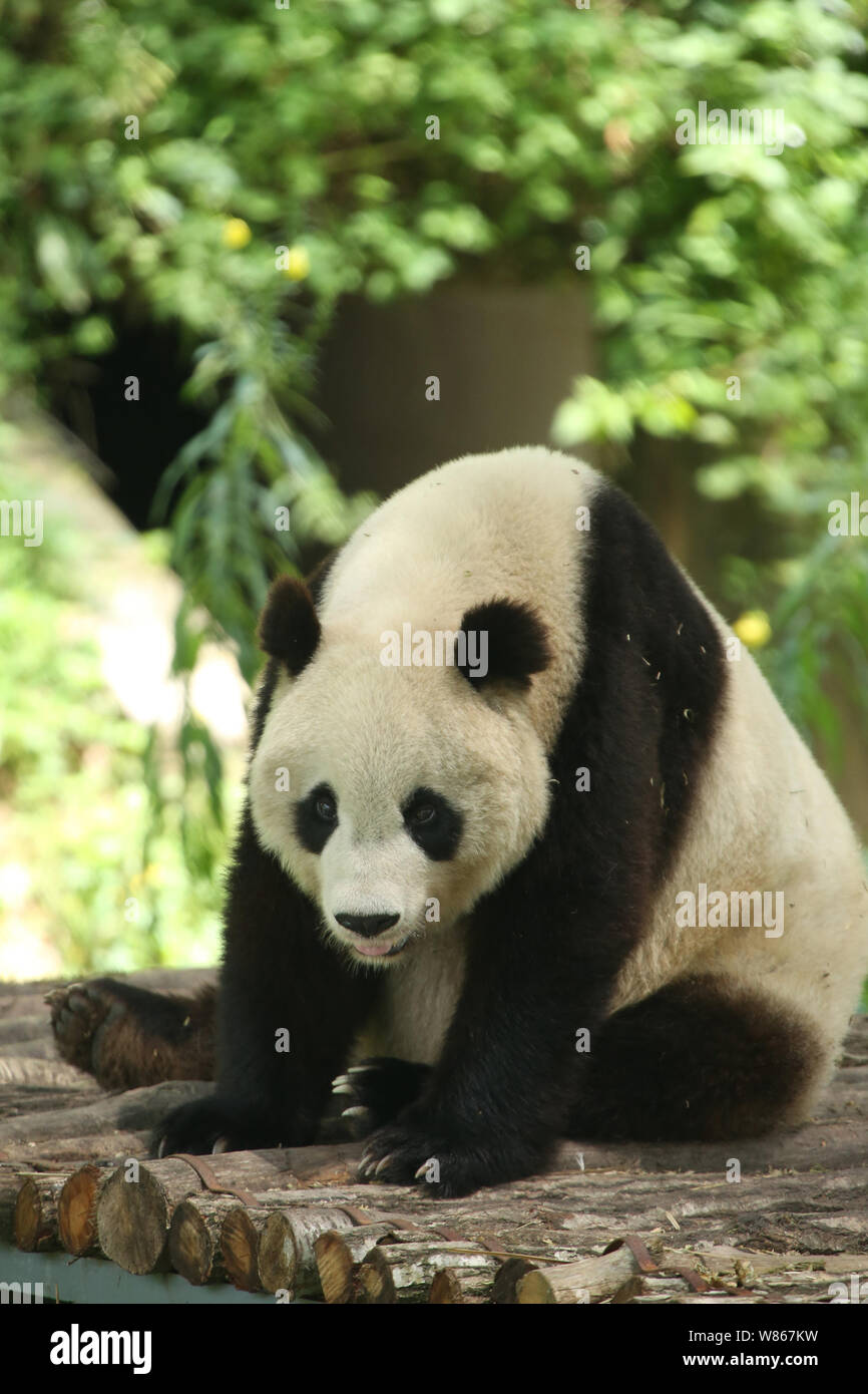 A giant panda rests on a wooden stand at the Huayang Ancient Town ...