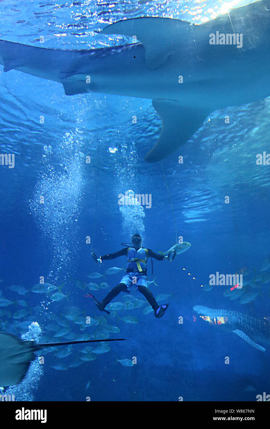 A Chinese diver performs on rings among sea animals during an ...