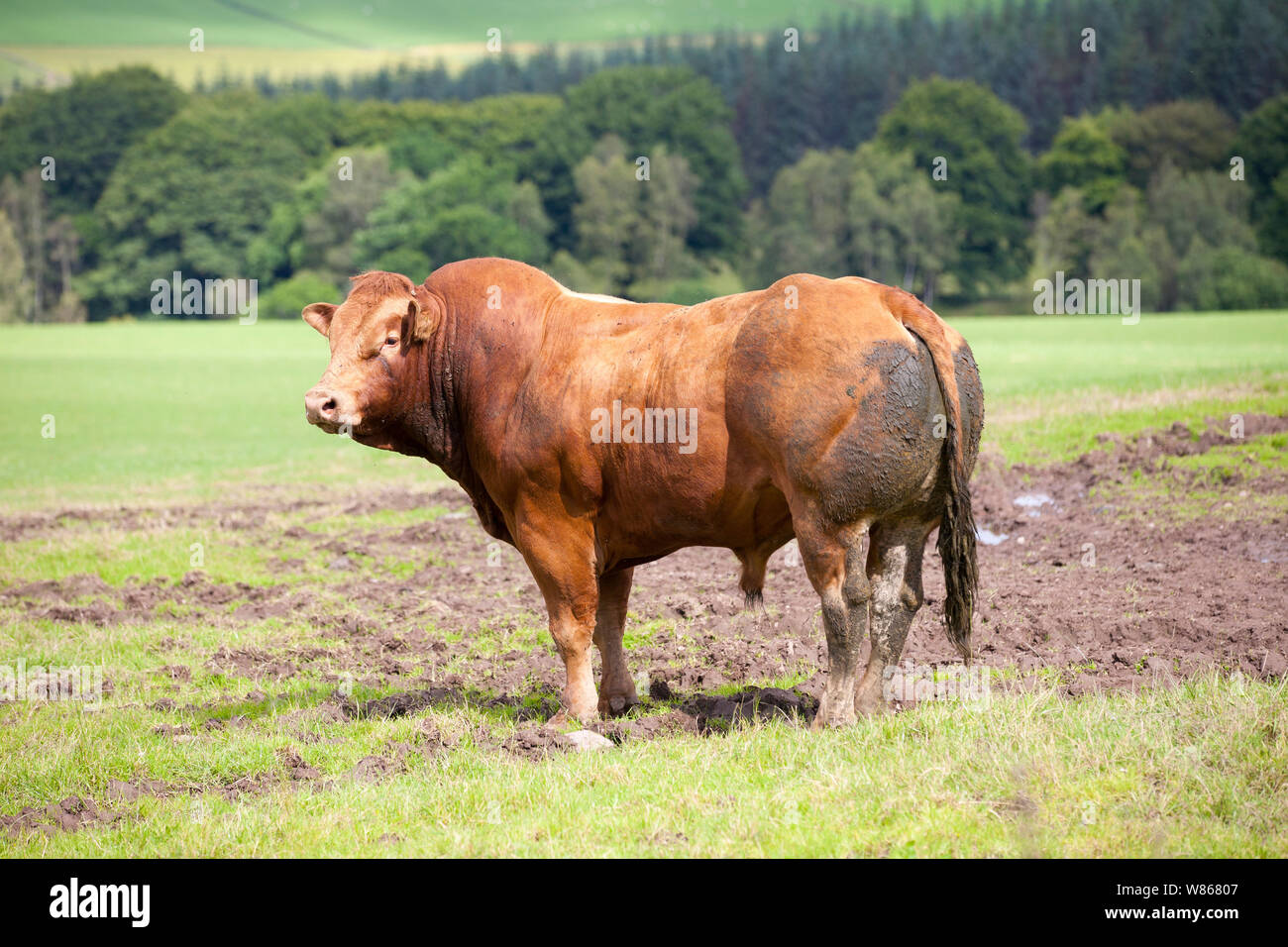 bulls in a field on a cattle farm in the Scottish highlands Stock Photo ...