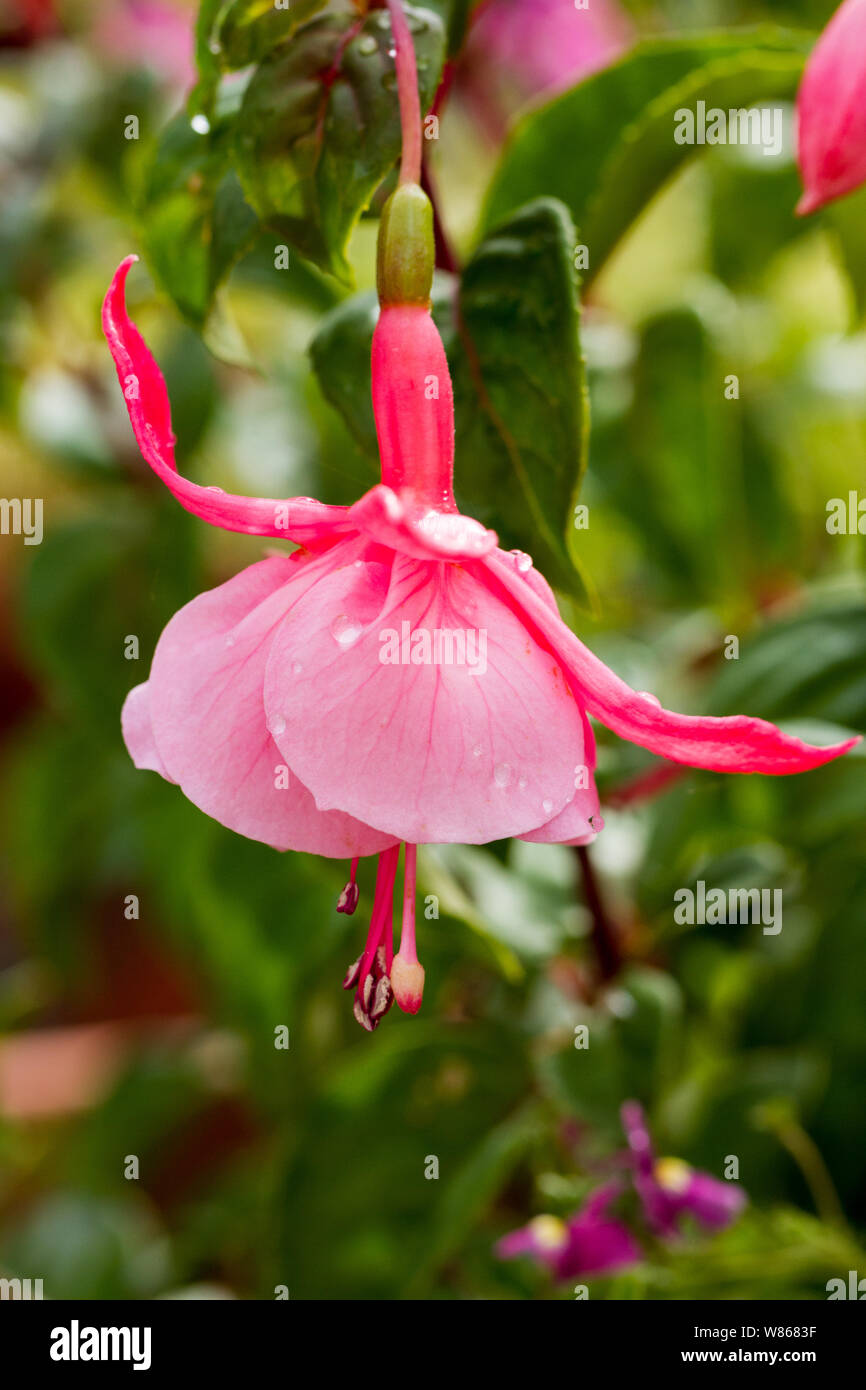 Fuchsia pink-elephant flower in summer, United Kingdom Stock Photo - Alamy